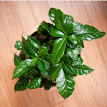 Guide to Growing Coffee at Home – Ground to Ground