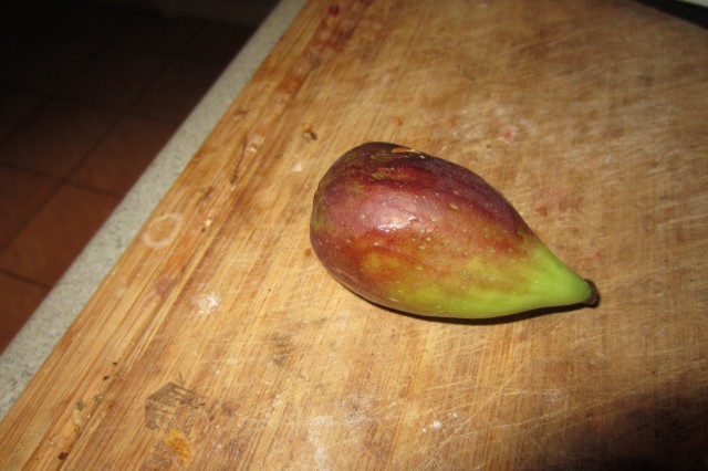 Fig Tree First Fruit – Ground to Ground