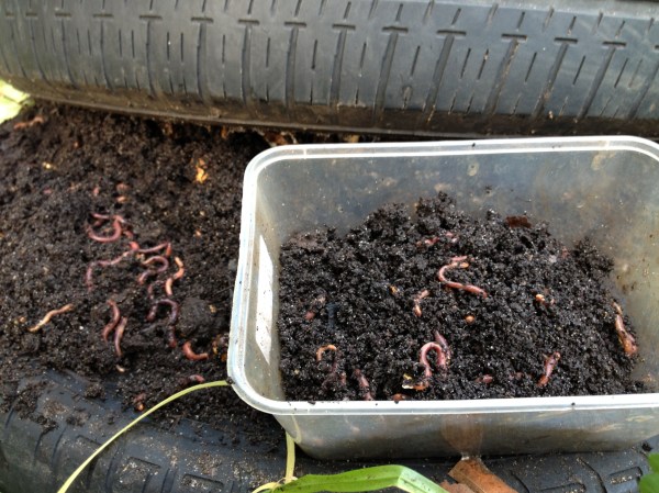 Optimizing Worm Farming: Tips for Successful Vermiculture – Ground to ...