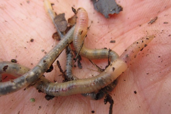 A worm in the Hand… | Ground to Ground