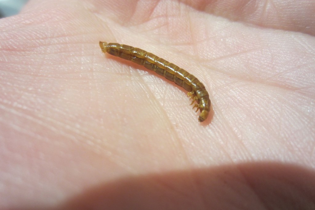 Step-by-Step Guide: How to Prepare and Cook Mealworms – Ground to Ground