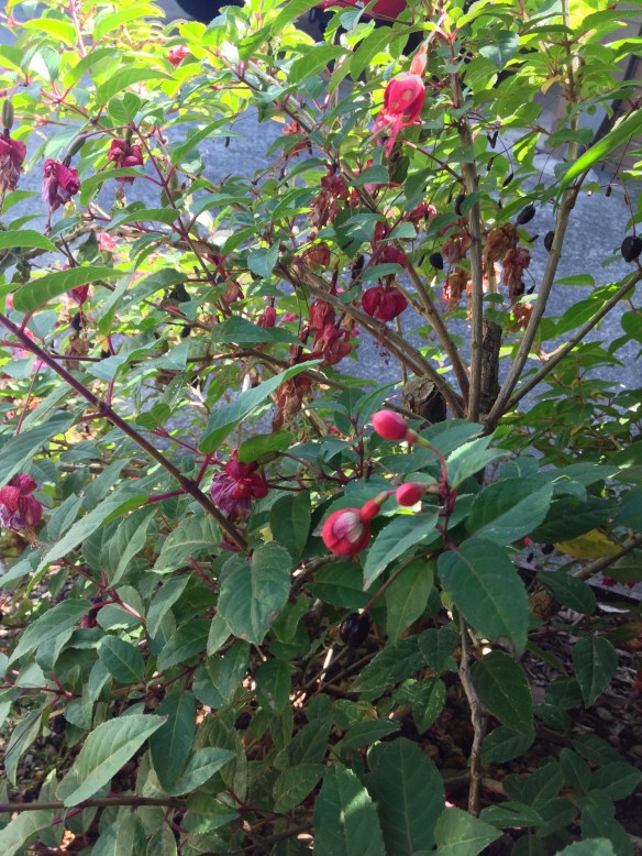 Eating Fuchsia Fruit | Ground to Ground