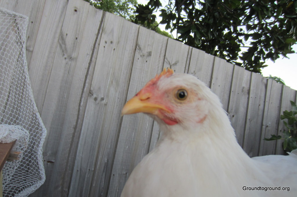 chicken-white – Ground to Ground