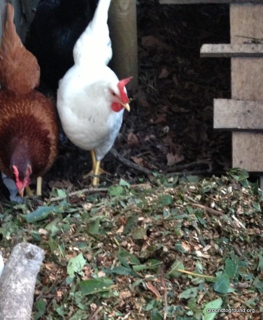 Mulch on a Vegetable Garden – Ground to Ground