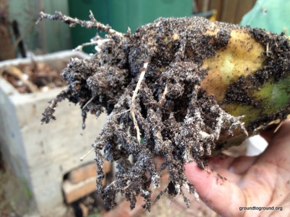 How to Grow Prickly Pear from a Cutting | Ground to Ground