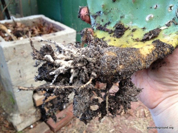 How to Grow Prickly Pear from a Cutting | Ground to Ground