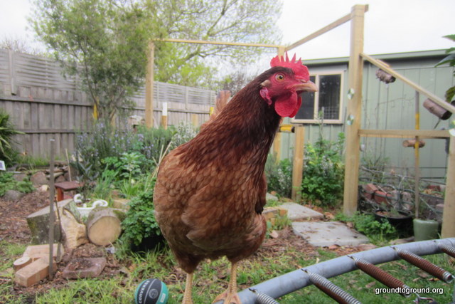 When Chickens Ruled the World – Ground to Ground