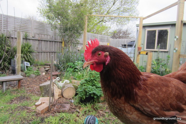 When Chickens Ruled the World – Ground to Ground