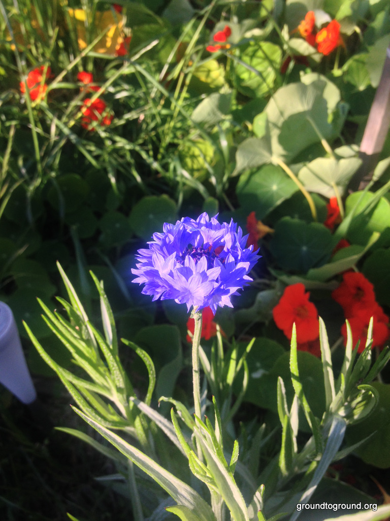 The Inspiring CornFlowers of Spring – Ground to Ground