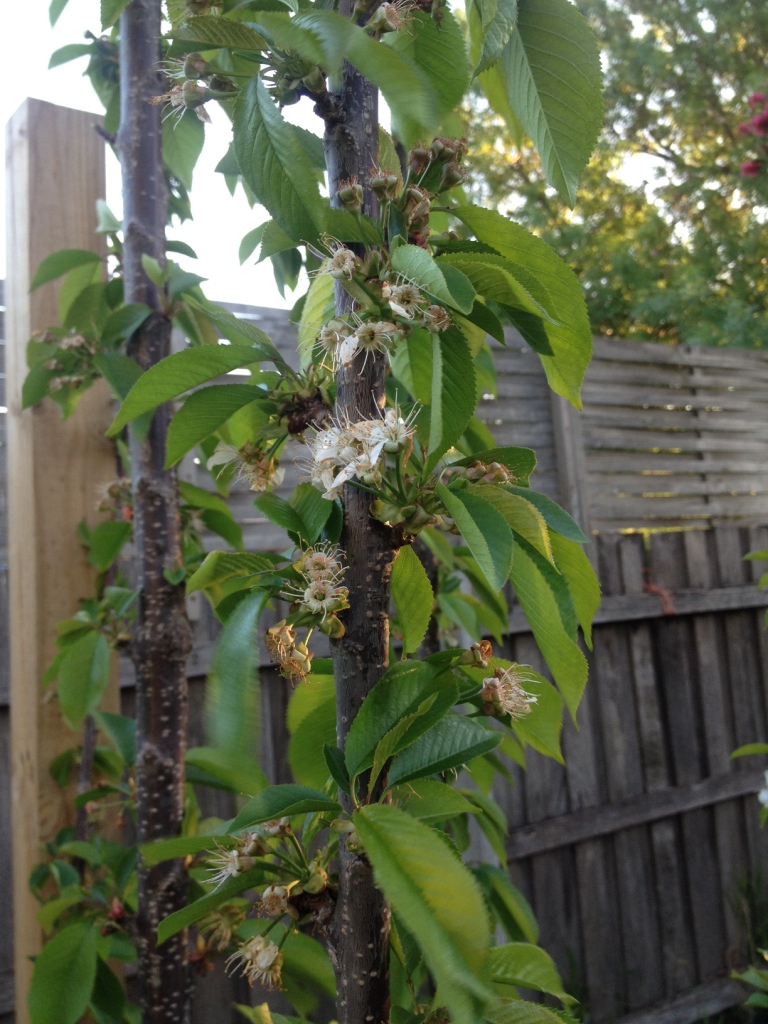 The Joy of Springtime in the Garden – Ground to Ground