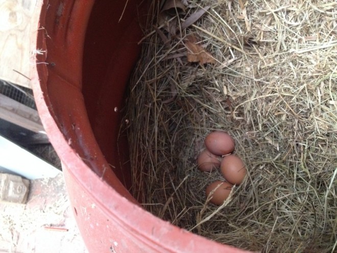 How Hidden Chicken Eggs are Part of a Vast Hidden Food Network – Ground ...