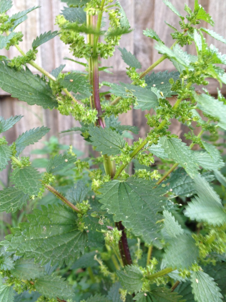 The Joy of Springtime in the Garden - Ground to Ground