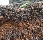 The Amazing Opportunitites in Coffee Pulp Recycling – Ground to Ground