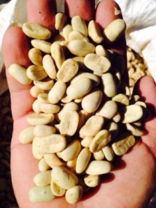 The Amazing Opportunitites in Coffee Pulp Recycling – Ground to Ground