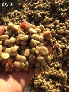 The Amazing Opportunitites in Coffee Pulp Recycling – Ground to Ground