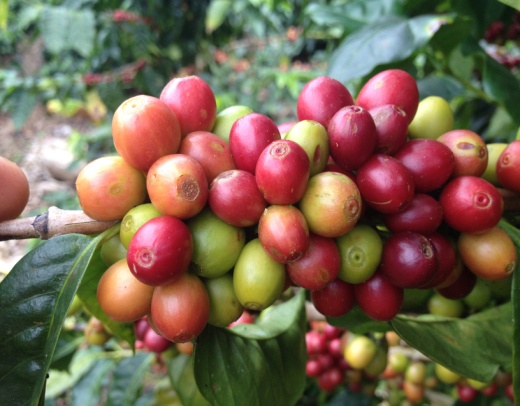 The Amazing Opportunitites in Coffee Pulp Recycling – Ground to Ground