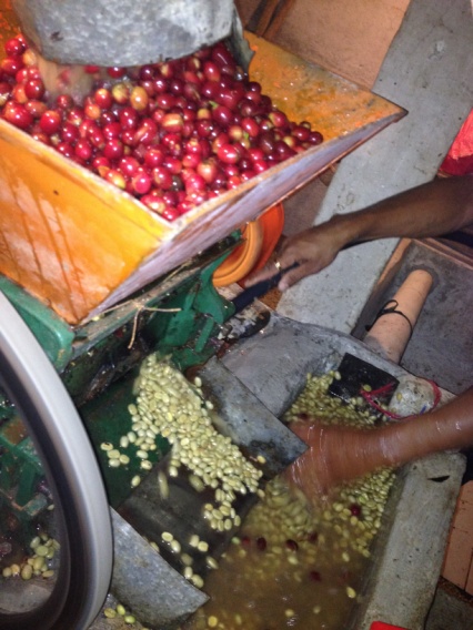 The Amazing Opportunitites in Coffee Pulp Recycling – Ground to Ground