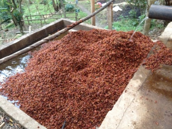 The Amazing Opportunitites in Coffee Pulp Recycling | Ground to Ground