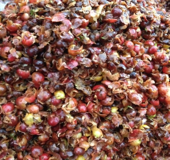 The Amazing Opportunitites in Coffee Pulp Recycling | Ground to Ground