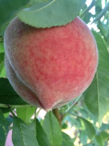 The Best Kind of Peaches – Ground to Ground