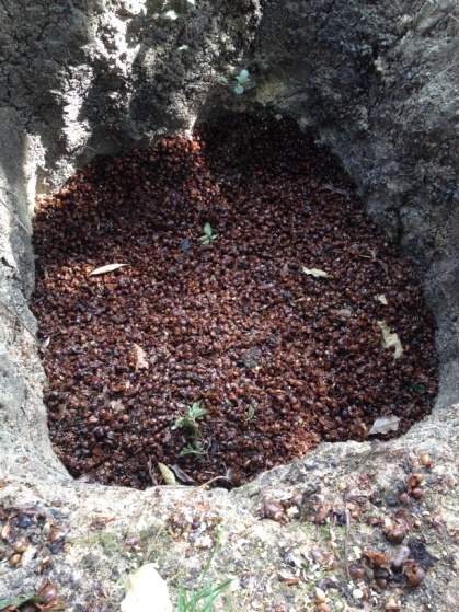 The Amazing Opportunitites in Coffee Pulp Recycling – Ground to Ground