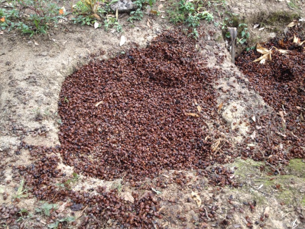 The Amazing Opportunitites in Coffee Pulp Recycling – Ground to Ground