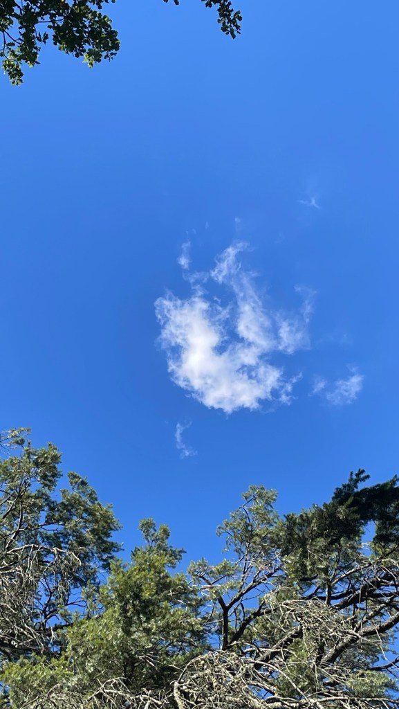 Ultimate Guide to Making and Using Worm Tea – Ground to Ground